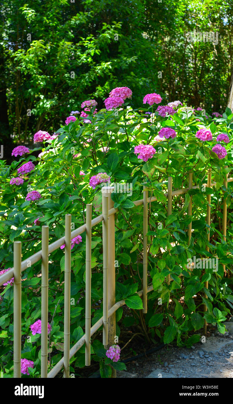 Hydrangea flower full bloom on a summer day in Kyoto, Japan Stock Photo ...