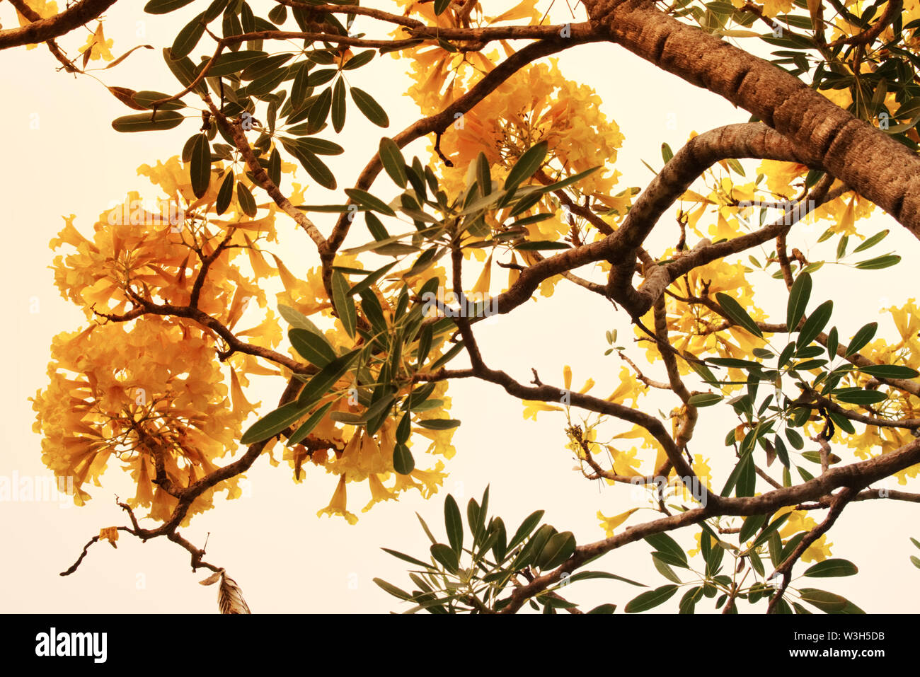 Tabebuia aurea hi-res stock photography and images - Alamy
