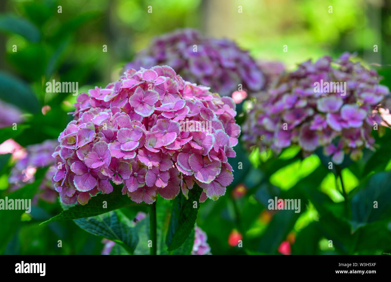 Hydrangea flower full bloom on a summer day in Kyoto, Japan Stock Photo ...