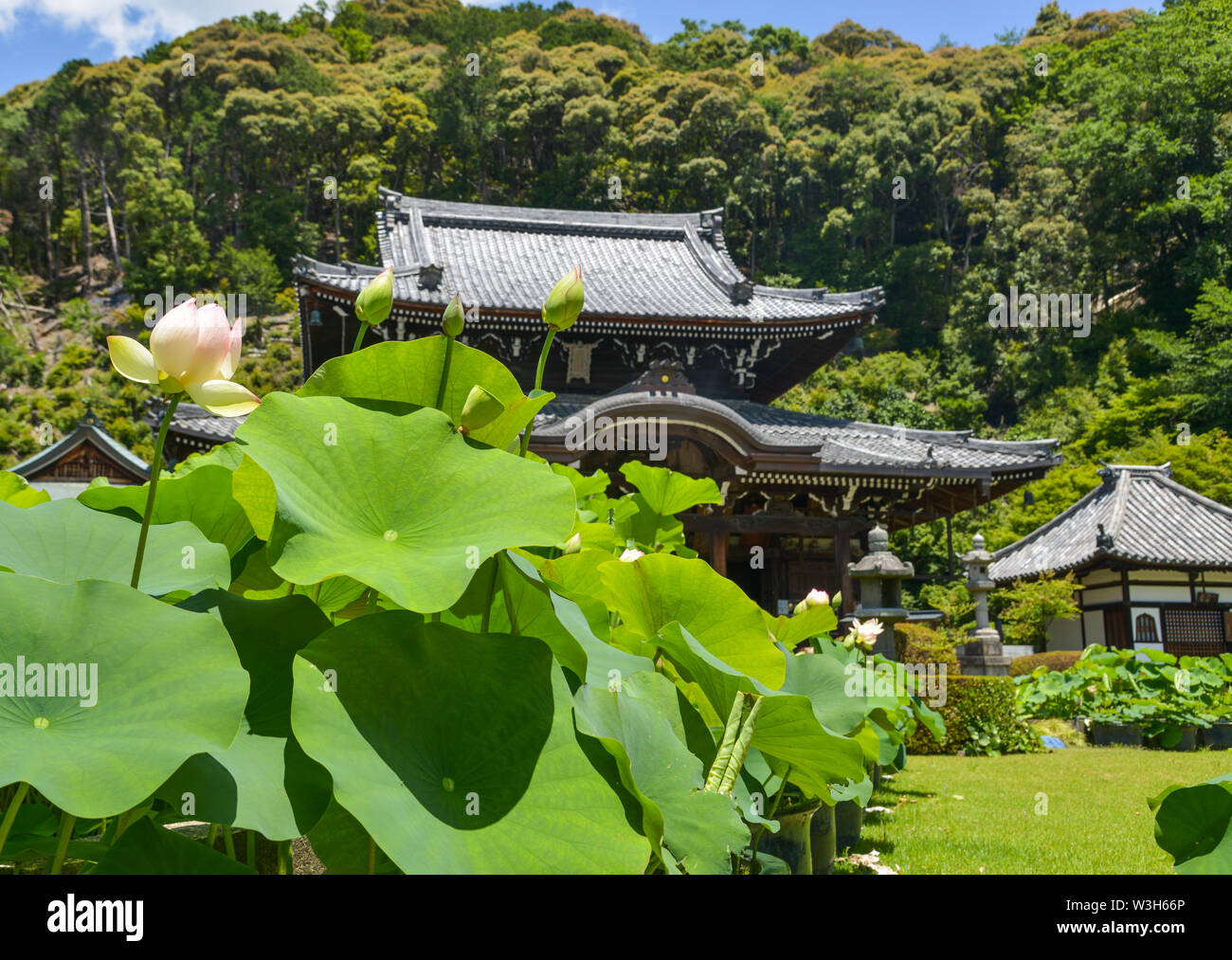 Lotus flowers with ancient temple at summer day in Kyoto, Japan Stock ...