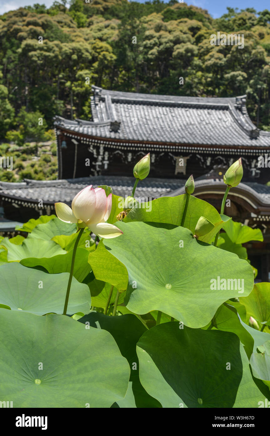 Lotus flowers with ancient temple at summer day in Kyoto, Japan Stock Photo - Alamy