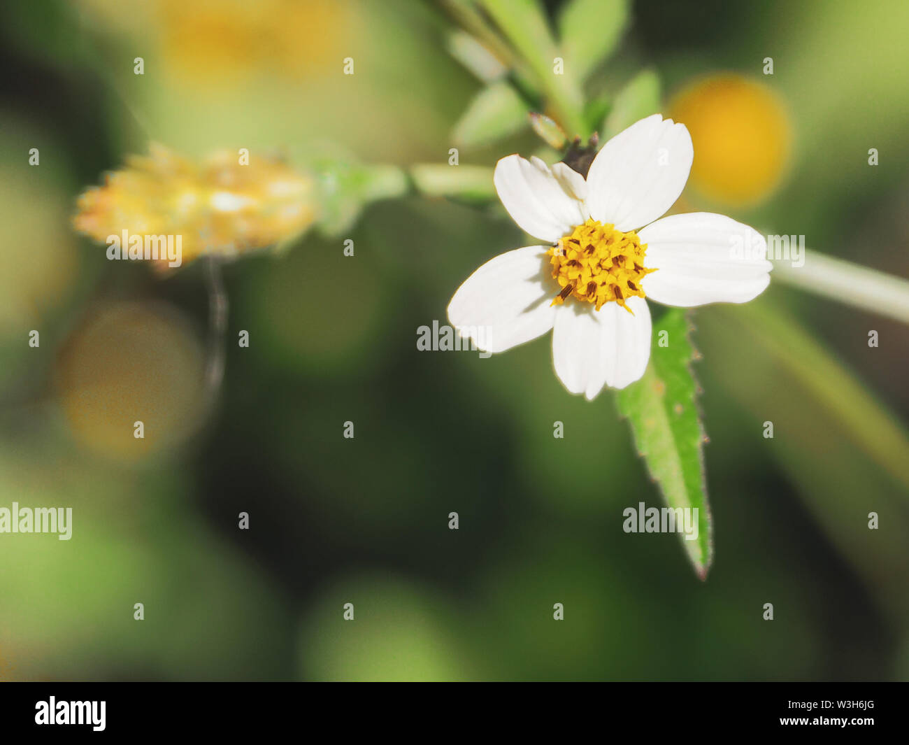 Black jack weed hi-res stock photography and images - Alamy