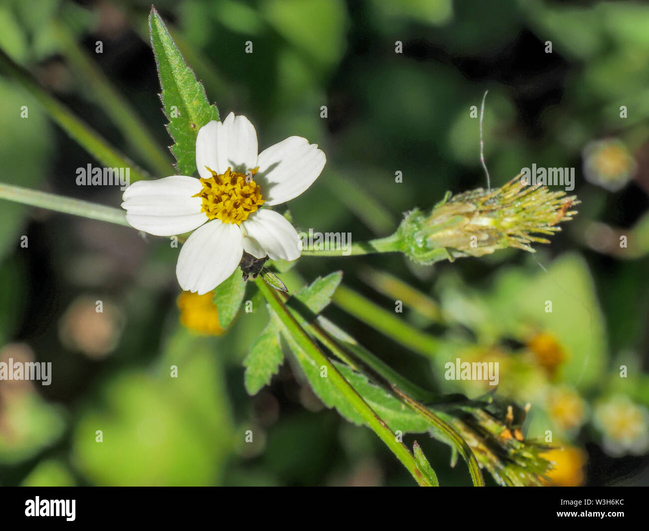 Farmers friend weed hi-res stock photography and images - Alamy