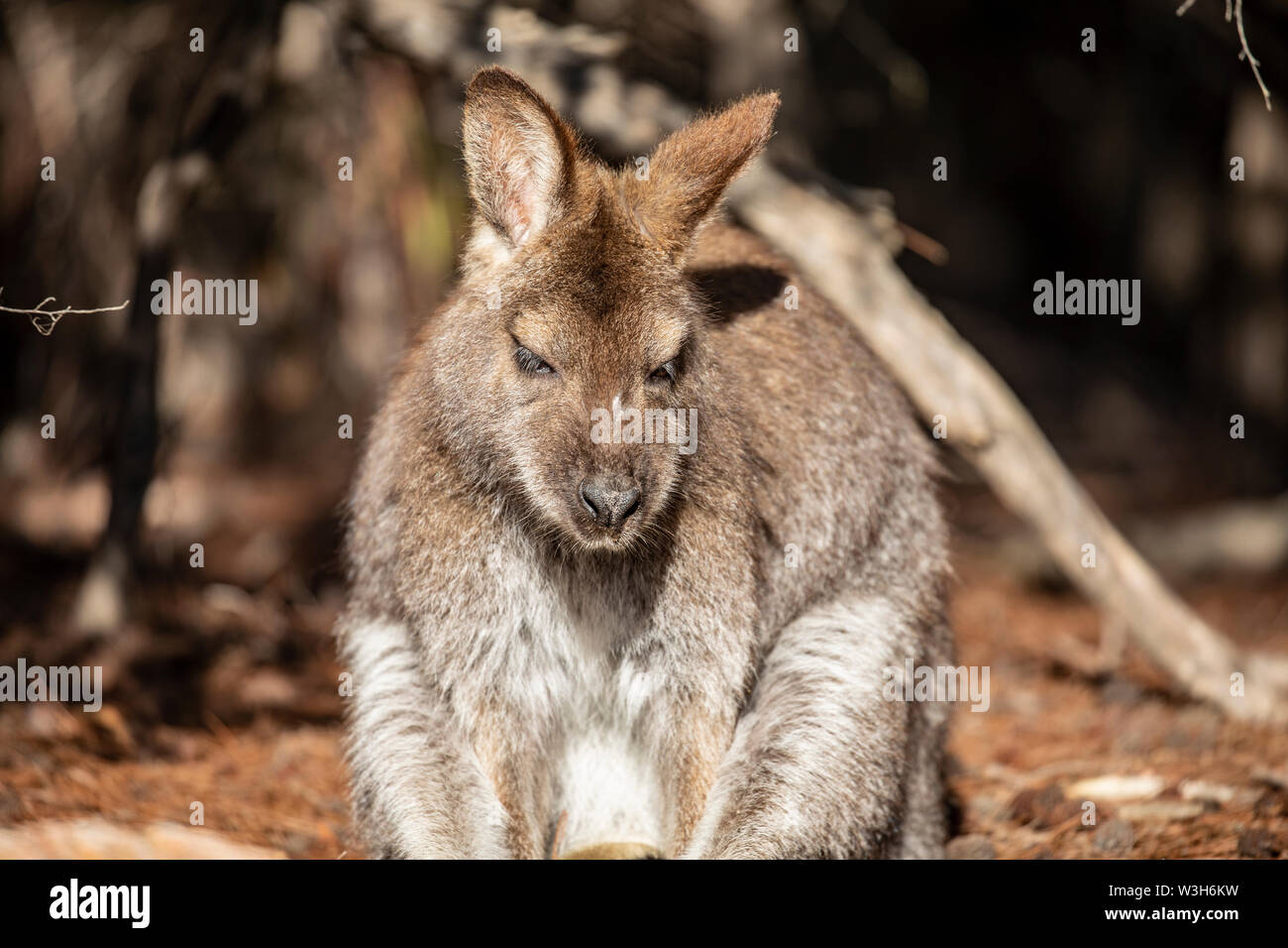 Wallaby Australia, red necked wallaby at Wineglass Bay in Tasmania ...