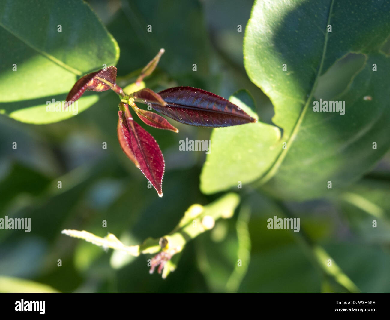 Australian lemon leaf hi-res stock photography and images - Alamy
