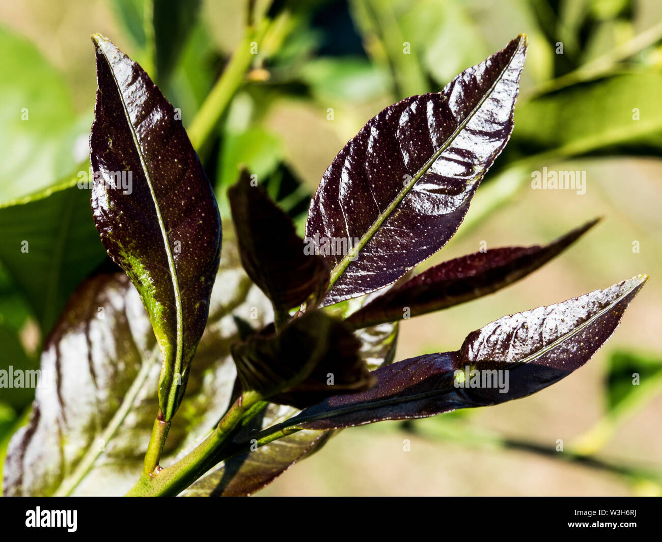 New growth of a Lemon Tree Stock Photo - Alamy