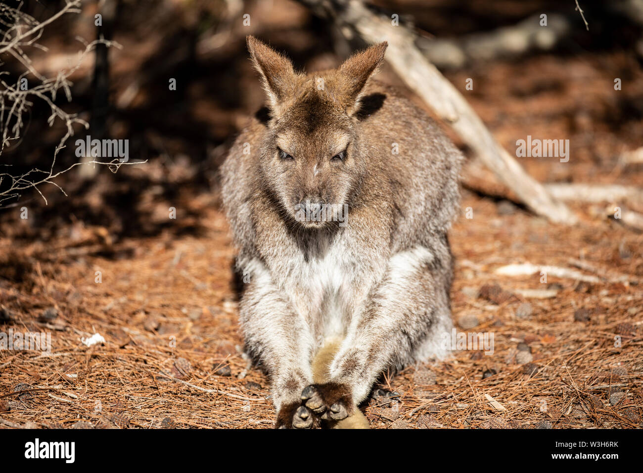 Wallaby Australia, red necked wallaby at Wineglass Bay in Tasmania ...