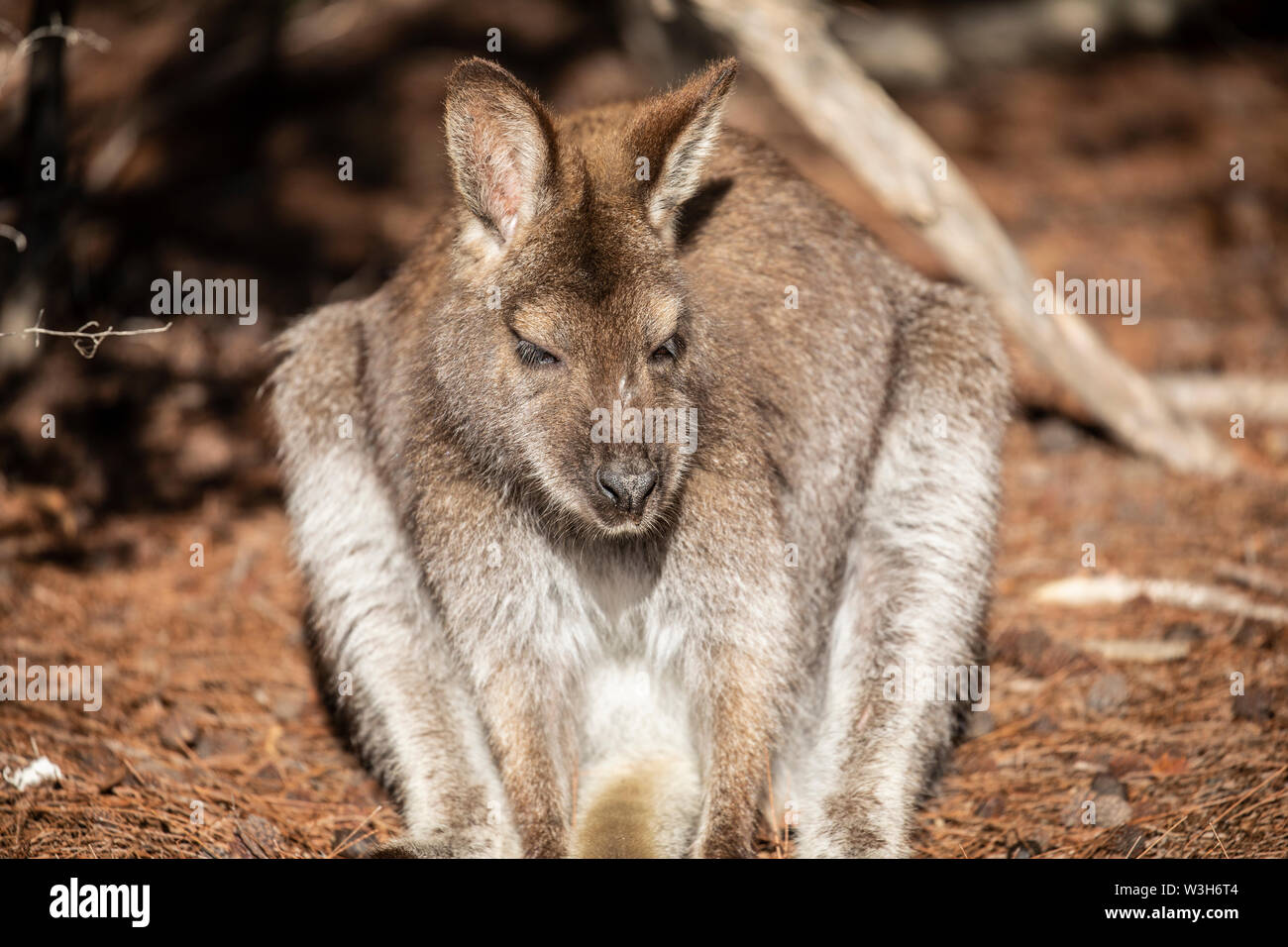 Wallaby Australia, red necked wallaby at Wineglass Bay in Tasmania ...