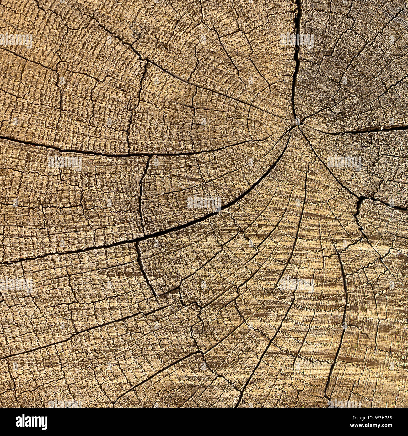 Tree cross section shadow hi-res stock photography and images - Alamy
