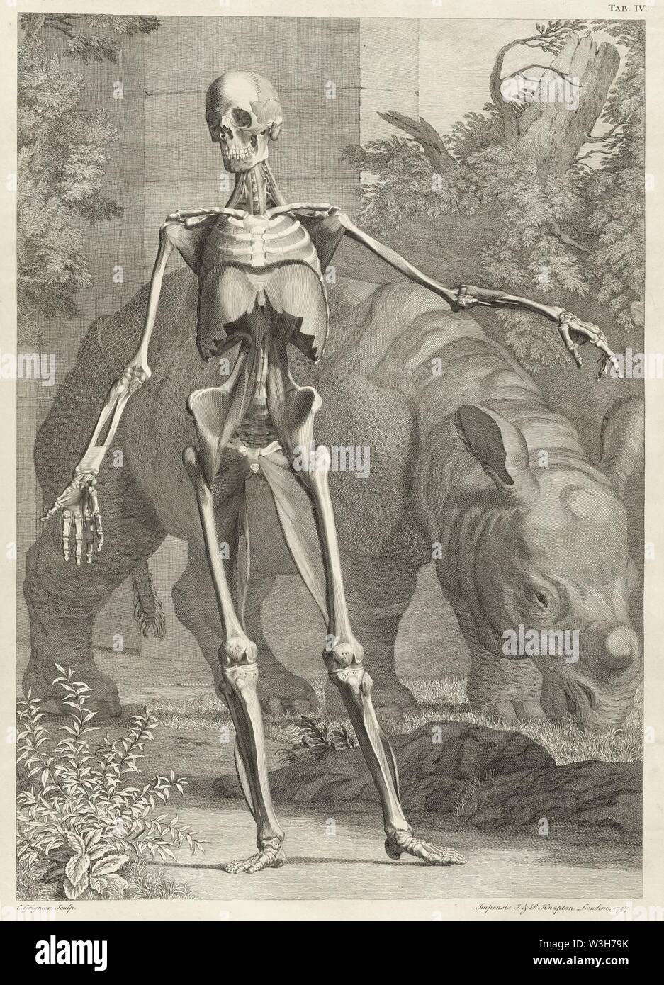 Clara the rhinoceros hi-res stock photography and images - Alamy