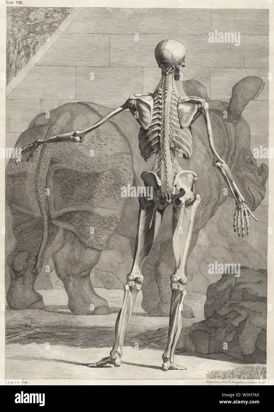 Clara Rhinoceros from Bernhard Siegfried Albinus TAB VIII - 1749 Stock ...