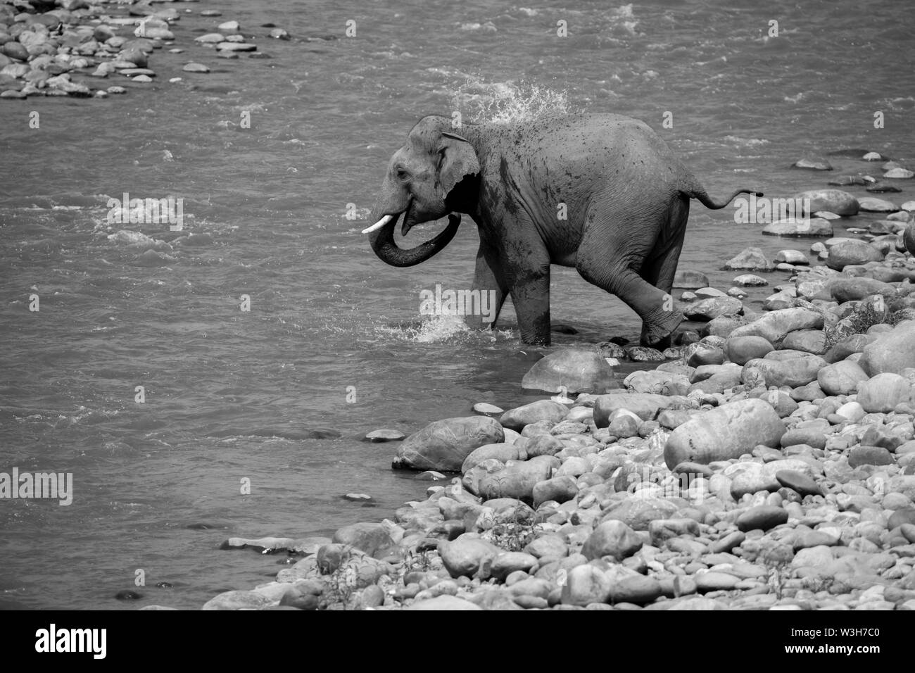Indian male elephant tusker crossing the Ramganga river and walking on ...