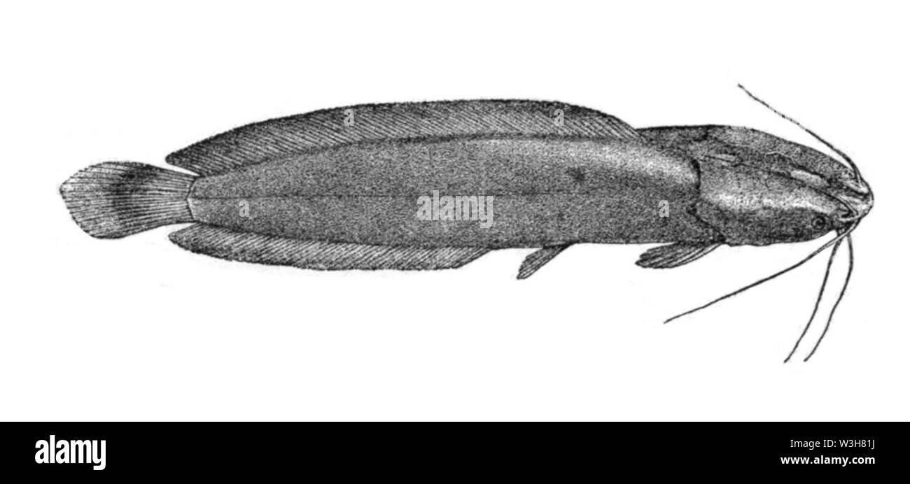 Clarias Cut Out Stock Images & Pictures - Alamy