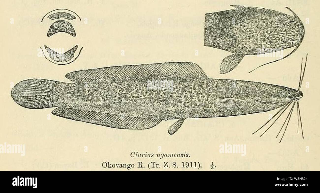 Clarias hi-res stock photography and images - Alamy