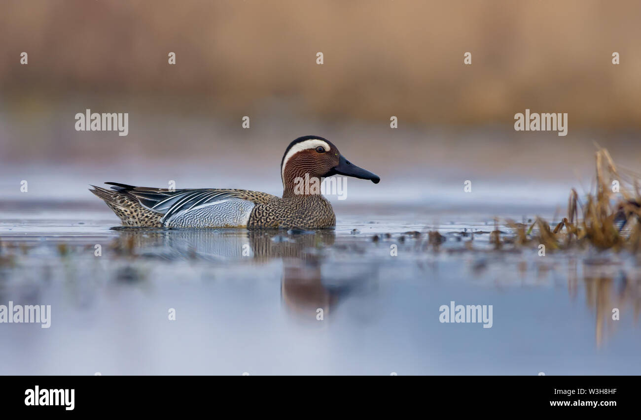 Male garganey hi-res stock photography and images - Alamy