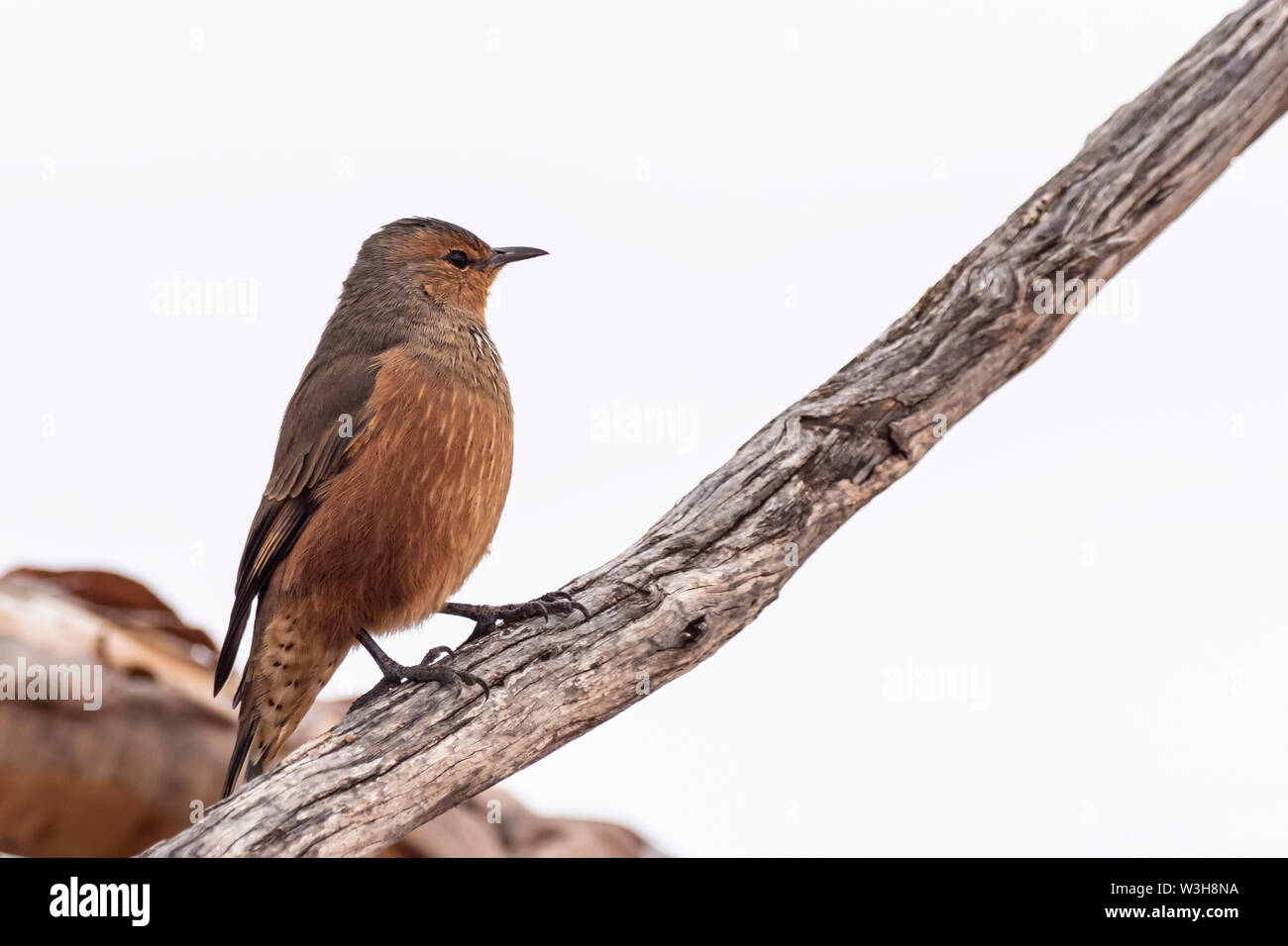 Australian treecreeper hi-res stock photography and images - Alamy