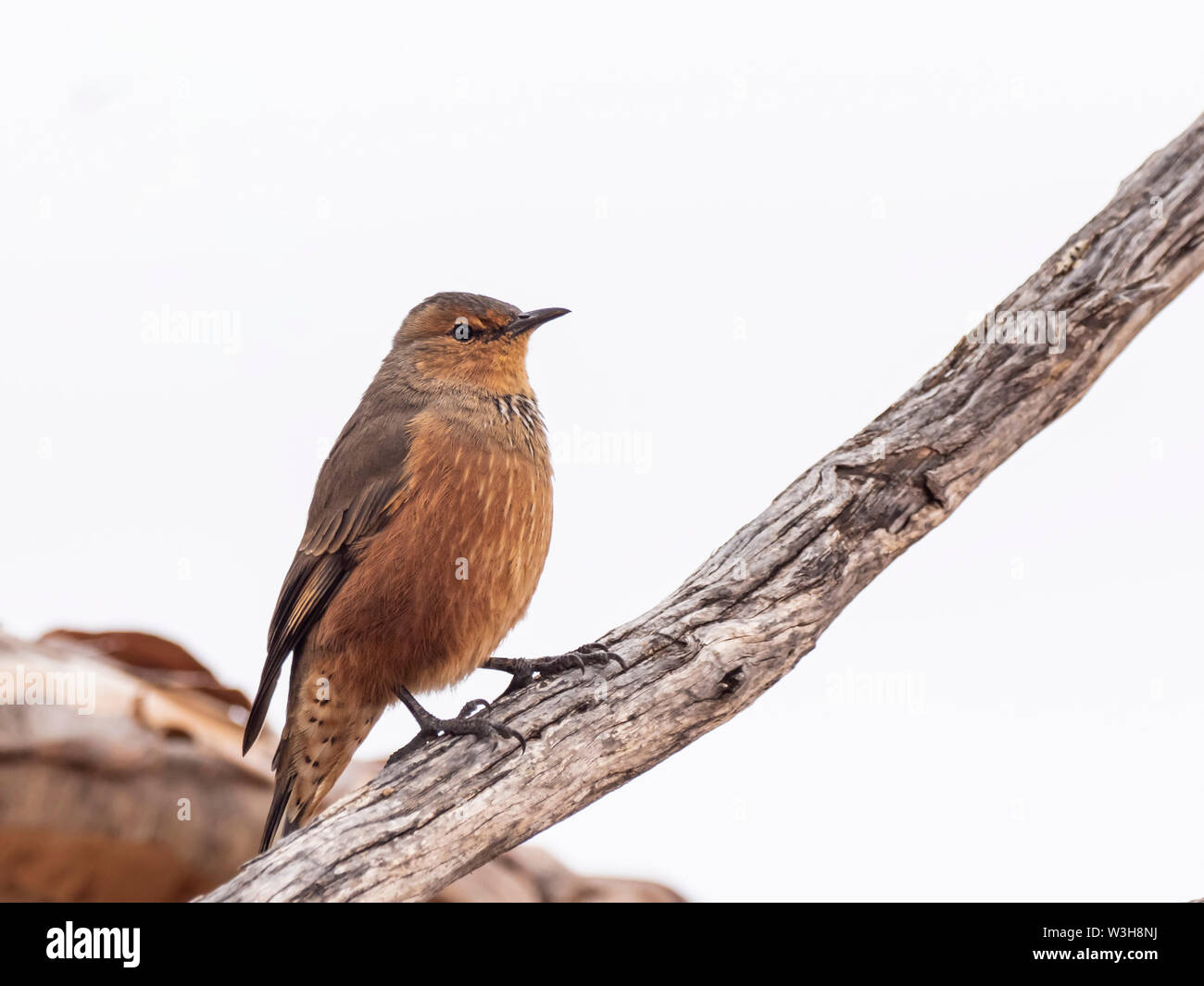 Rufous Treecreeper (Climacteris rufus Stock Photo - Alamy