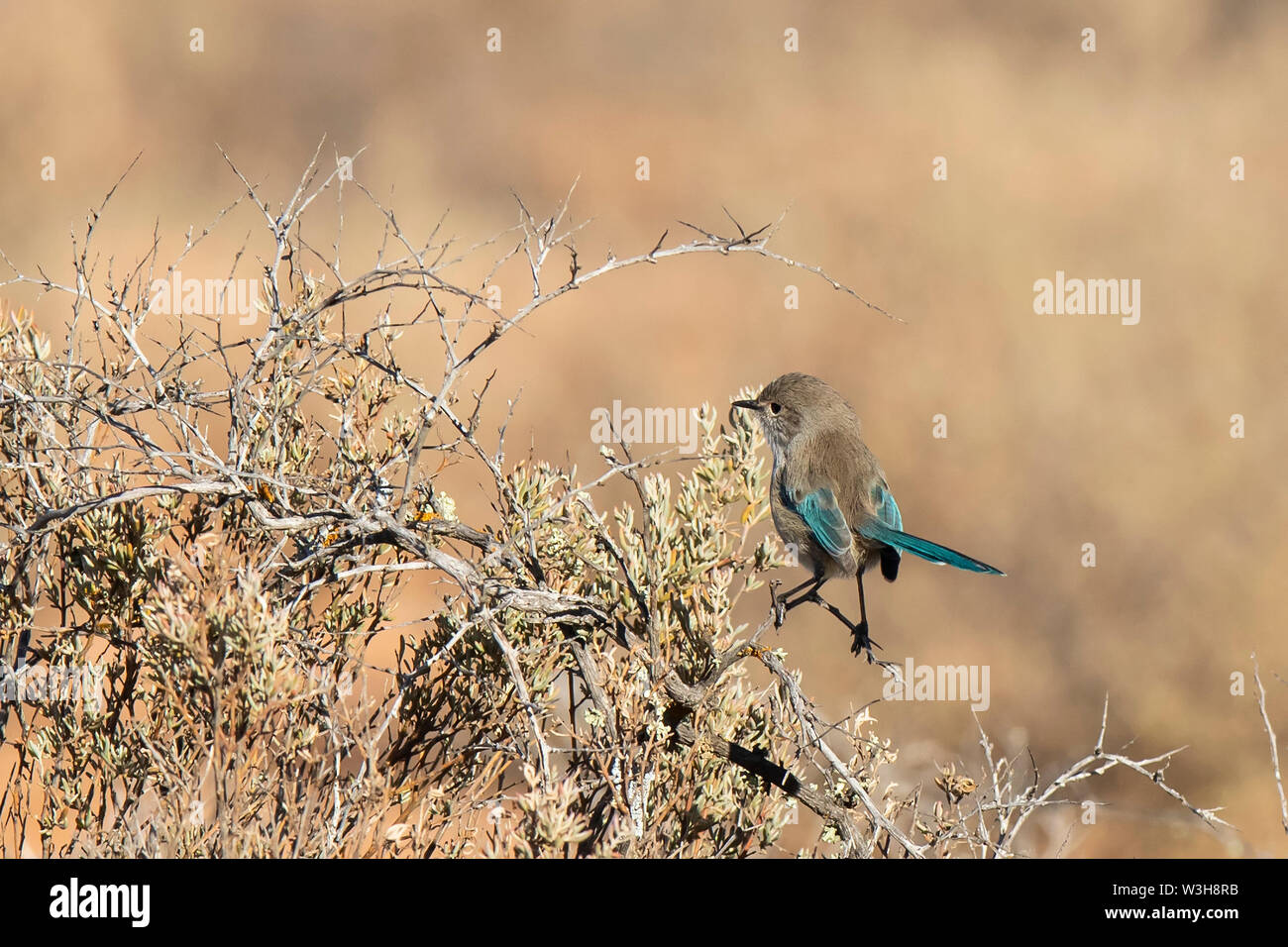 Splendid Fairywren (Malurus splendens) race "musgravi Stock Photo - Alamy