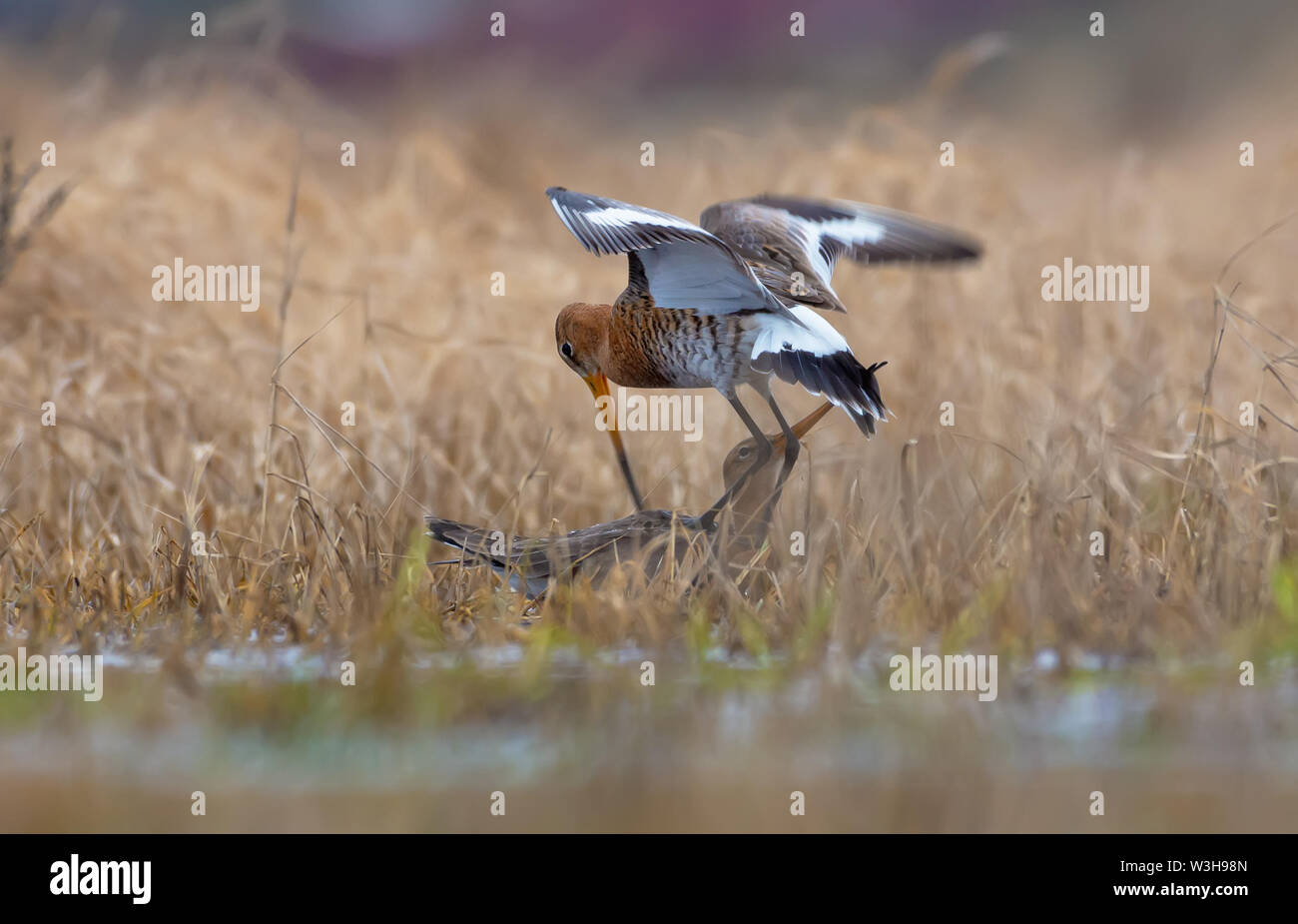 Sticks fight hi-res stock photography and images - Alamy