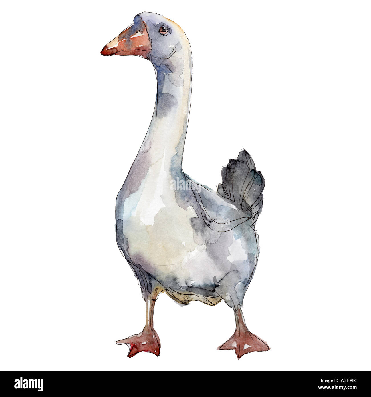Goose farm animal isolated. Watercolor background illustration set ...