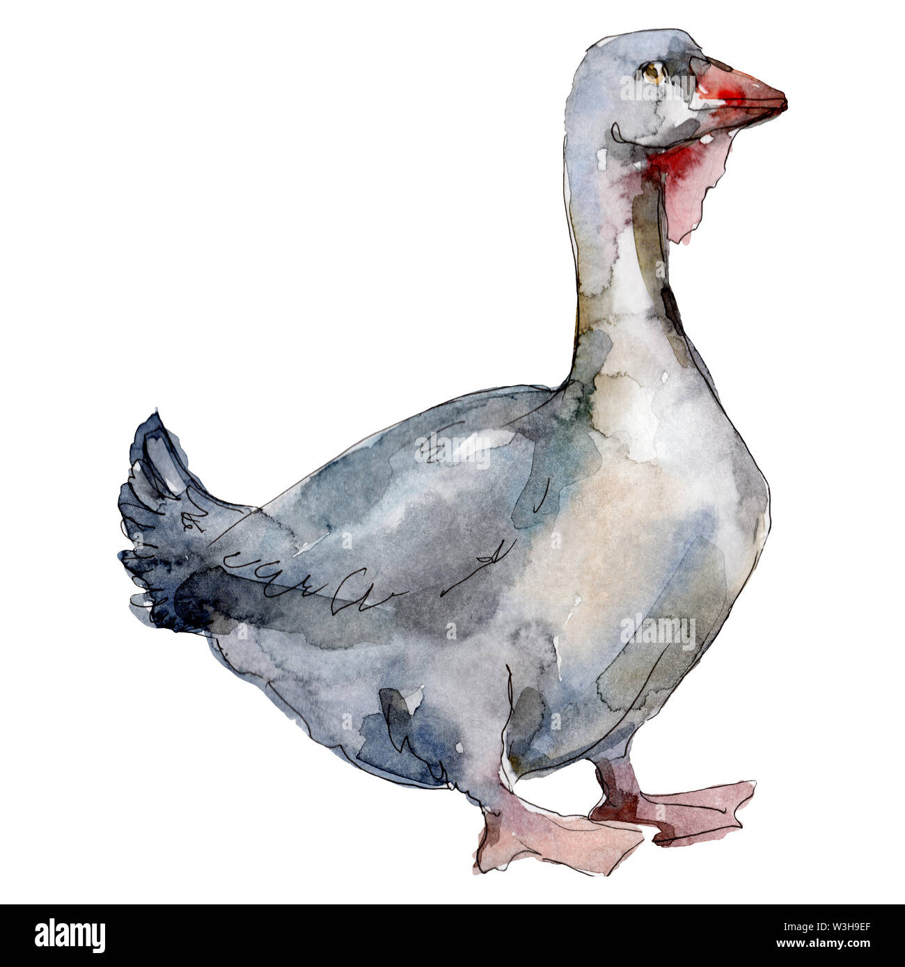 Goose farm animal isolated. Watercolor background illustration set ...