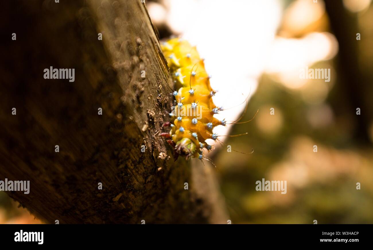 Multi segmented centipede hi-res stock photography and images - Alamy