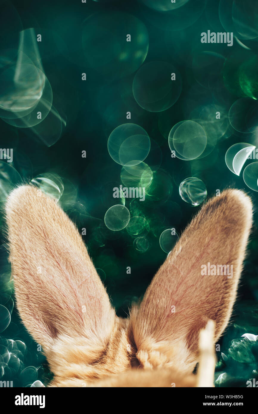 Baby ear back hi-res stock photography and images - Alamy