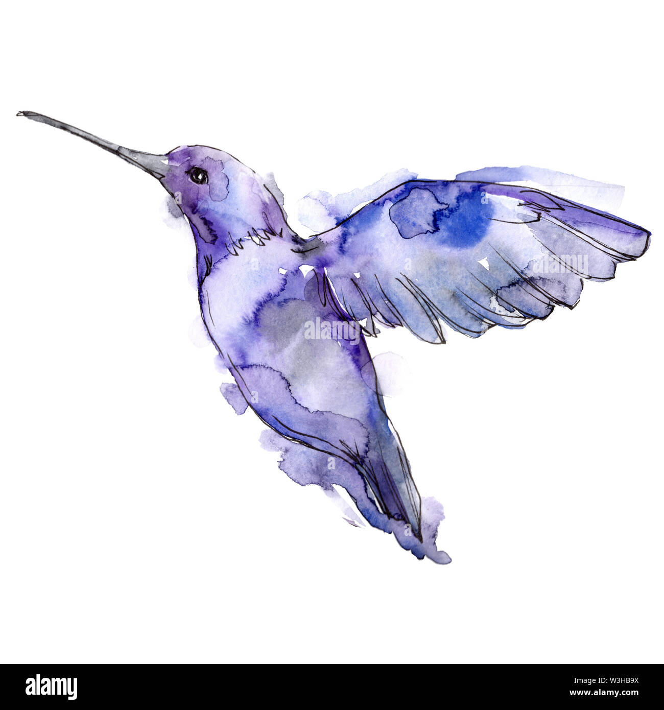 Sky bird colibri in a wildlife isolated. Watercolor background set ...