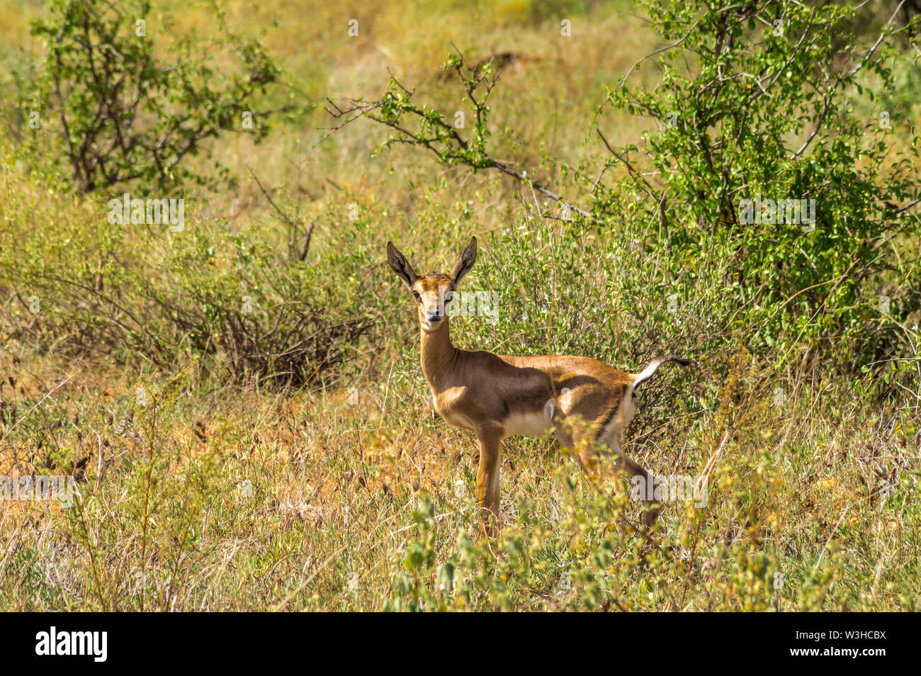 Female impala with young impalas, Samburu Game Reserve, Kenya Stock ...