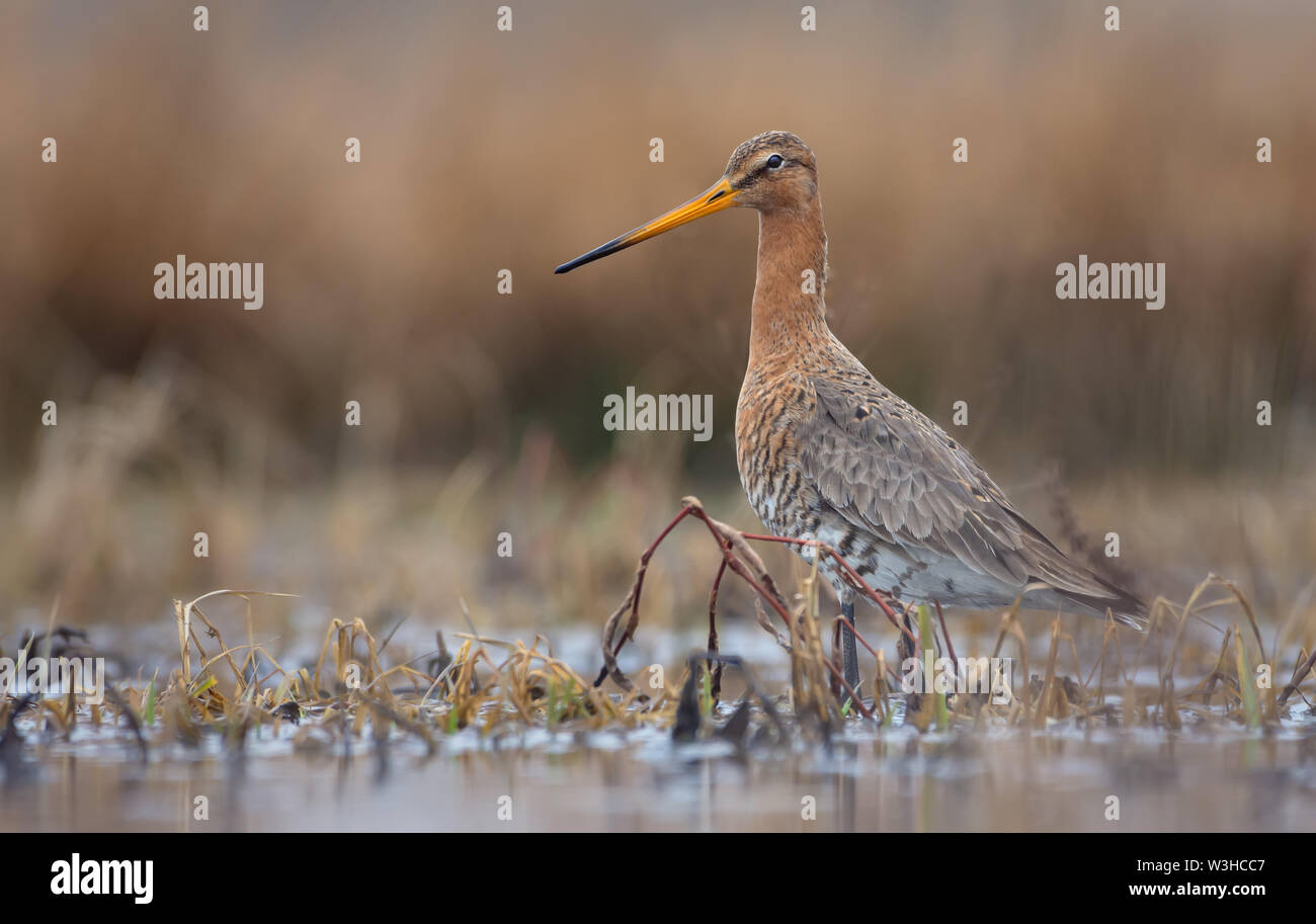 Black mere pond hi-res stock photography and images - Alamy