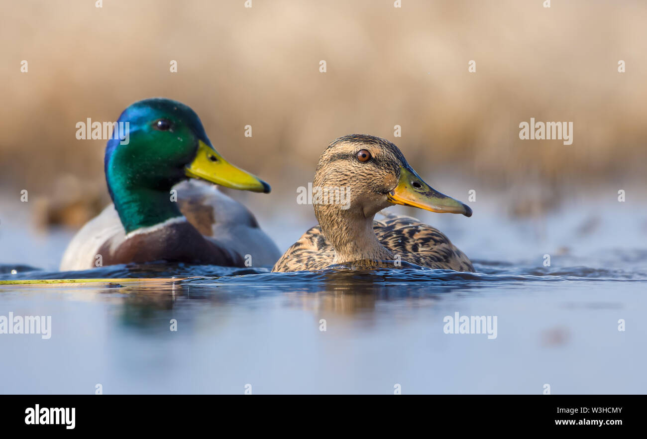 couple mallards swimming in water Stock Photo - Alamy