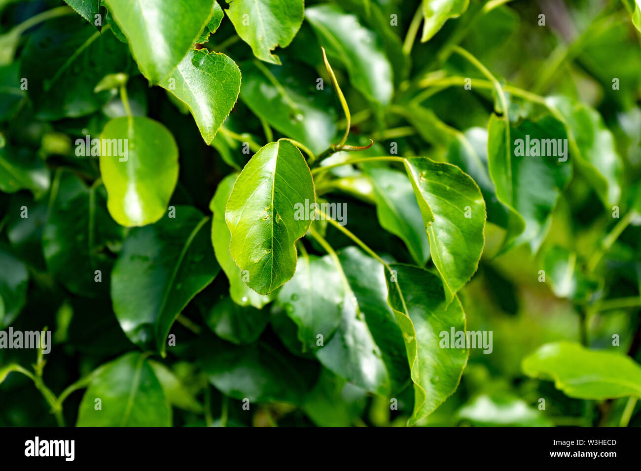 Pear tree leaves hi-res stock photography and images - Alamy