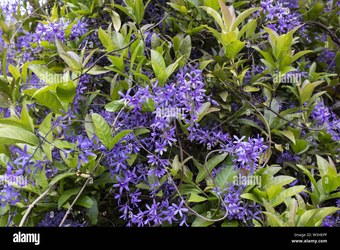 Blue petrea hi-res stock photography and images - Alamy