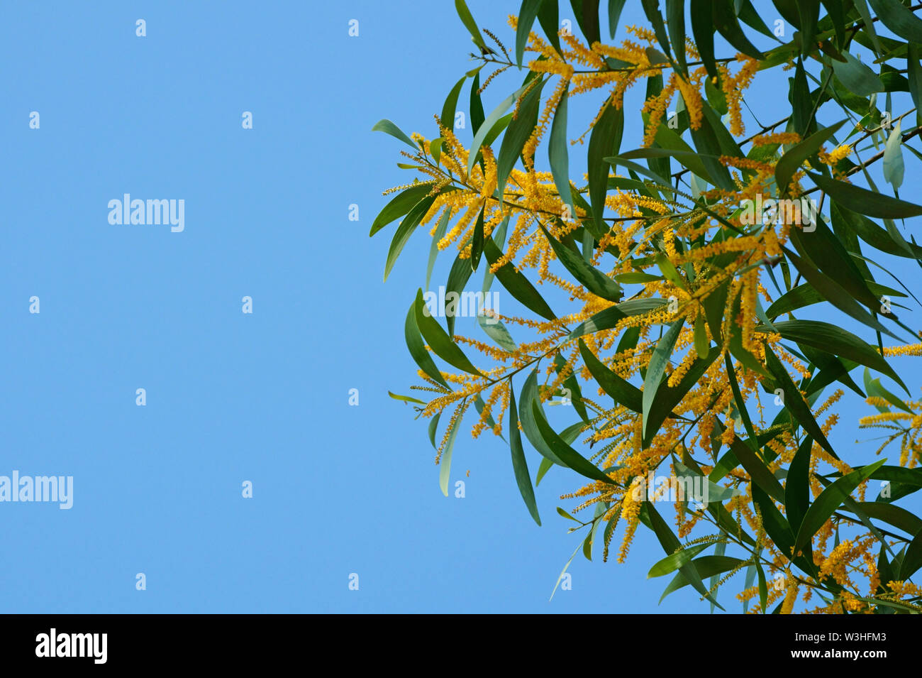Branches of acacia auriculiformis flowers against blue sky background ...