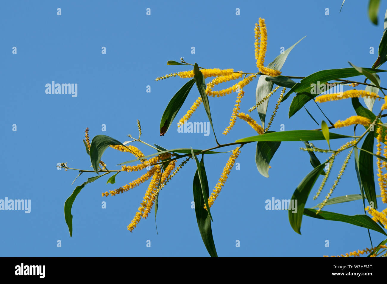 Acacia auriculiformis flowers bloom in the blue sky background. Golden ...