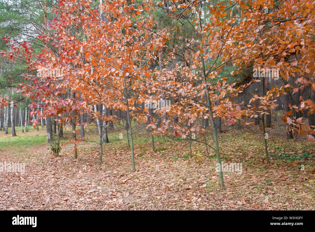 Maple trees fall foliage nature forest edge hi-res stock photography ...
