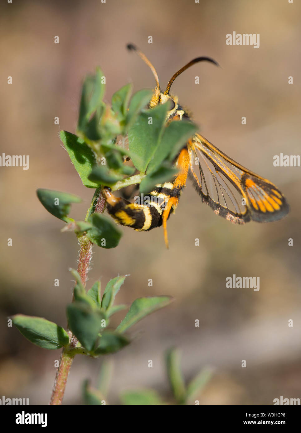 Six-belted clearwing female laying eggs Stock Photo - Alamy