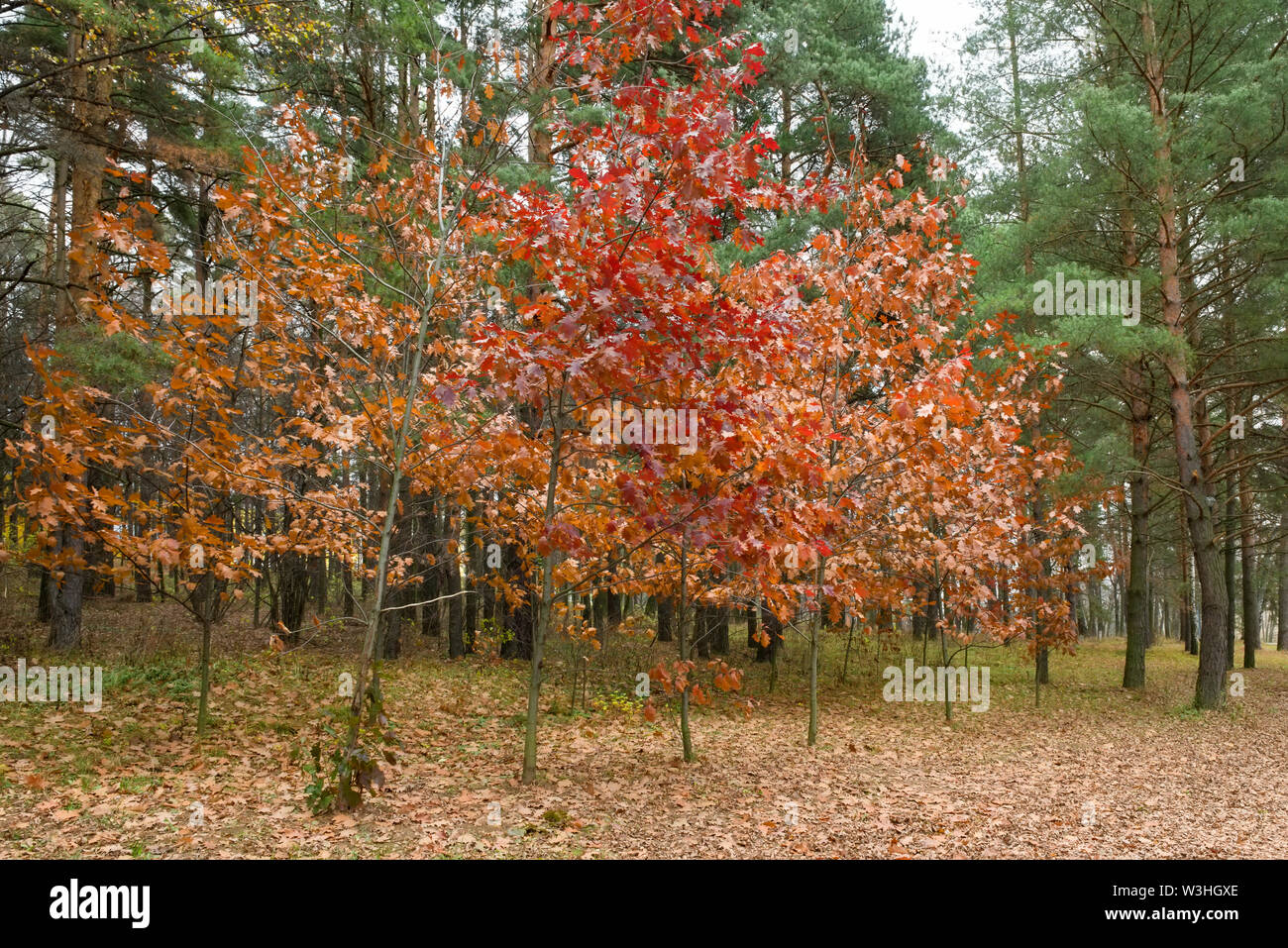 Maple trees fall foliage nature forest edge hi-res stock photography ...