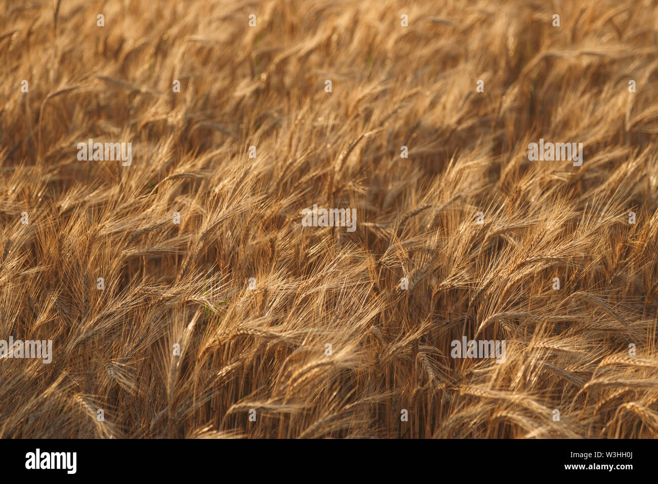 Golden field of wheat background. Harvest of wheat Stock Photo - Alamy