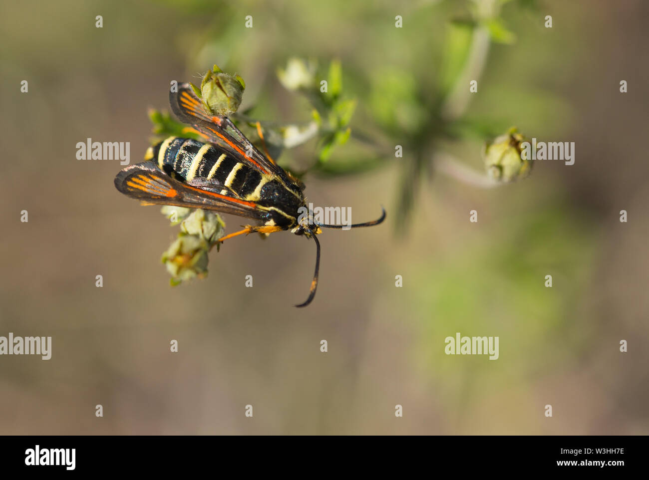 Six belted clearwing hi-res stock photography and images - Alamy