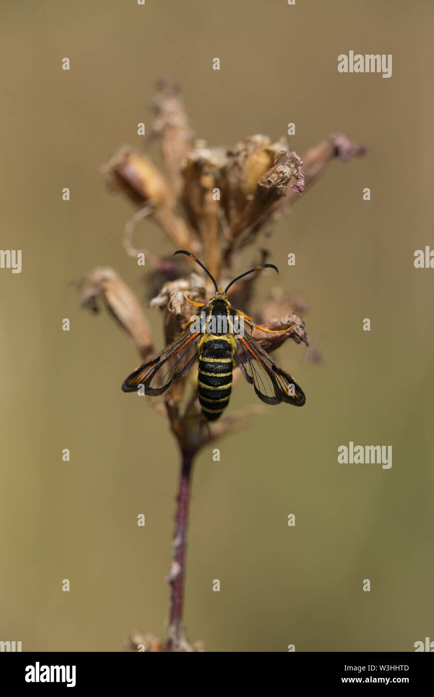 Six belted clearwing hi-res stock photography and images - Alamy