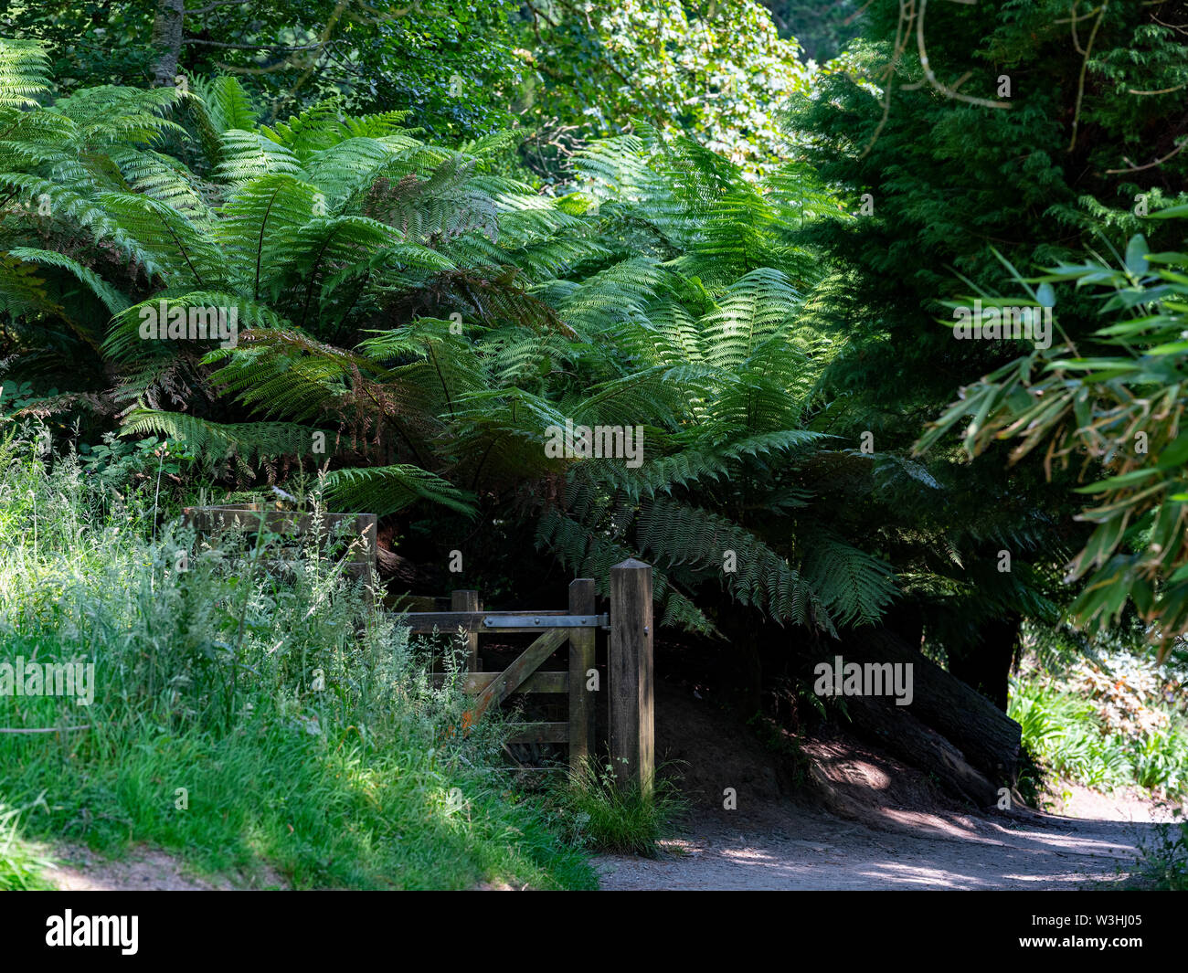 Ferns on the Georgian Ride Walk The Lost Gardens of Heligan Pentewan ...