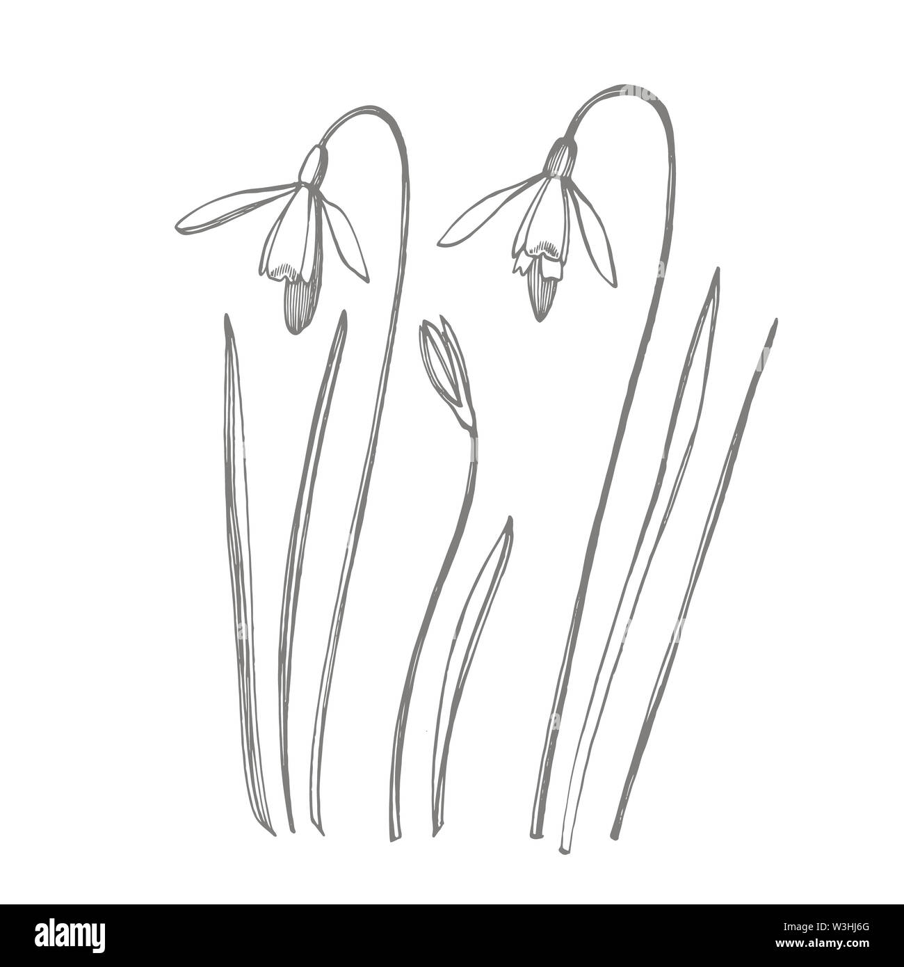 Snowdrop spring flowers. Botanical plant illustration. Vintage ...