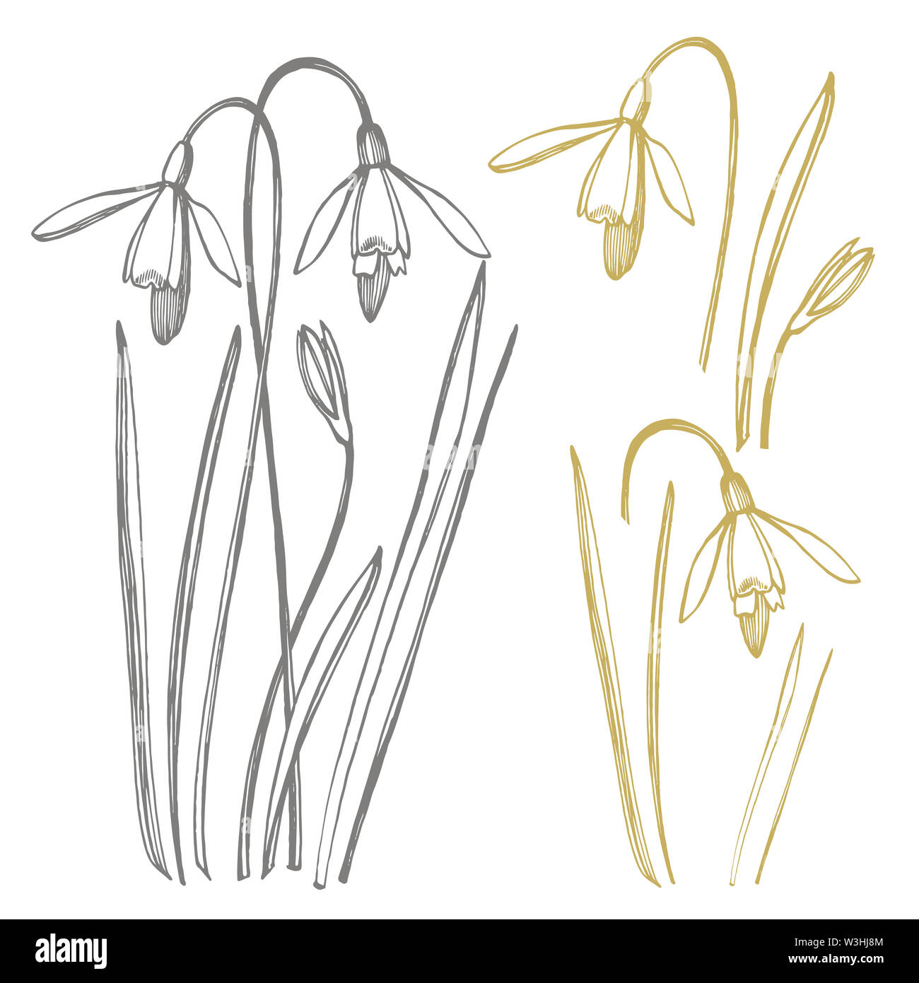 Snowdrop spring flowers. Botanical plant illustration. Vintage ...