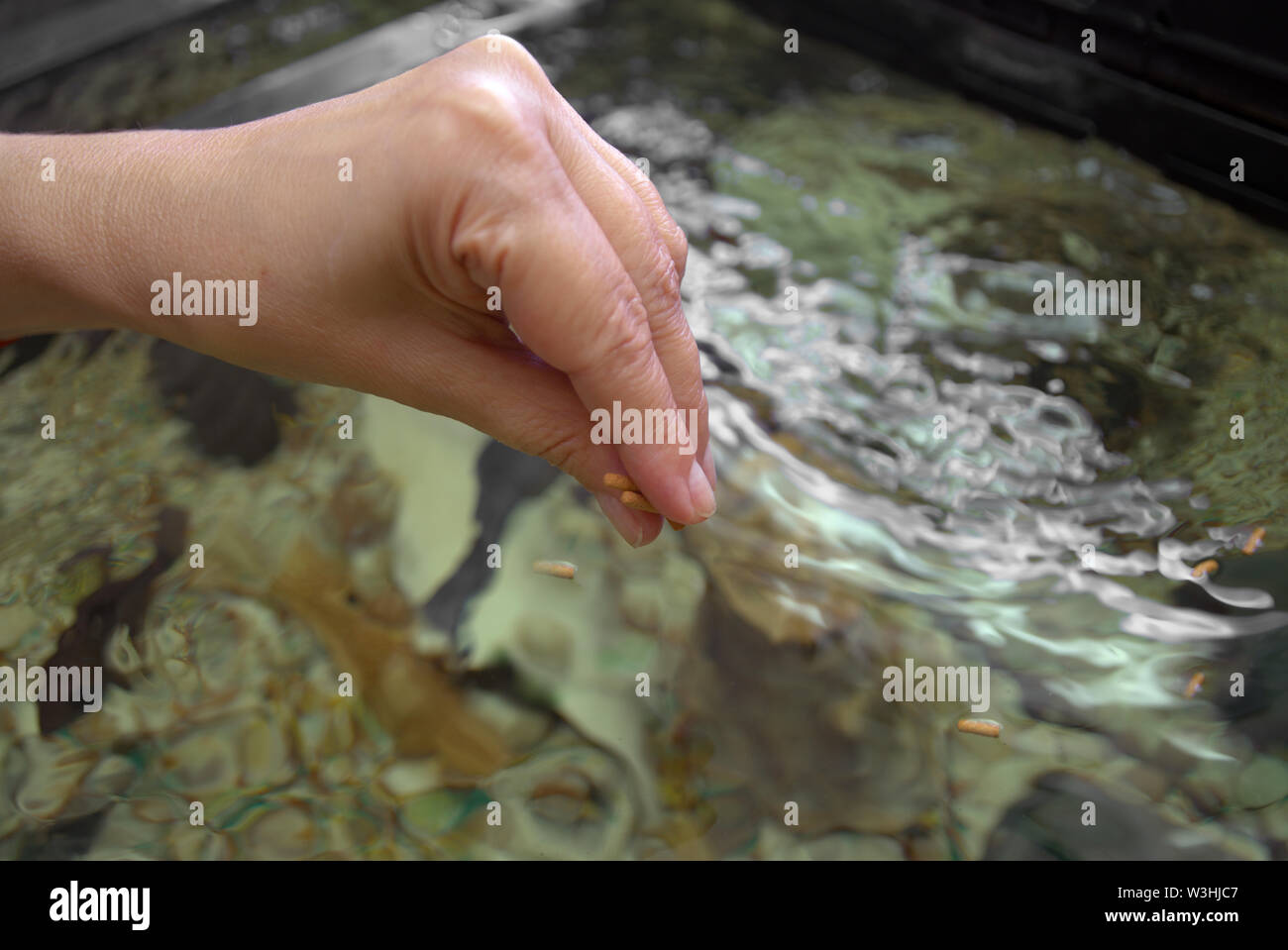 Bowl fish feeding hi-res stock photography and images - Alamy