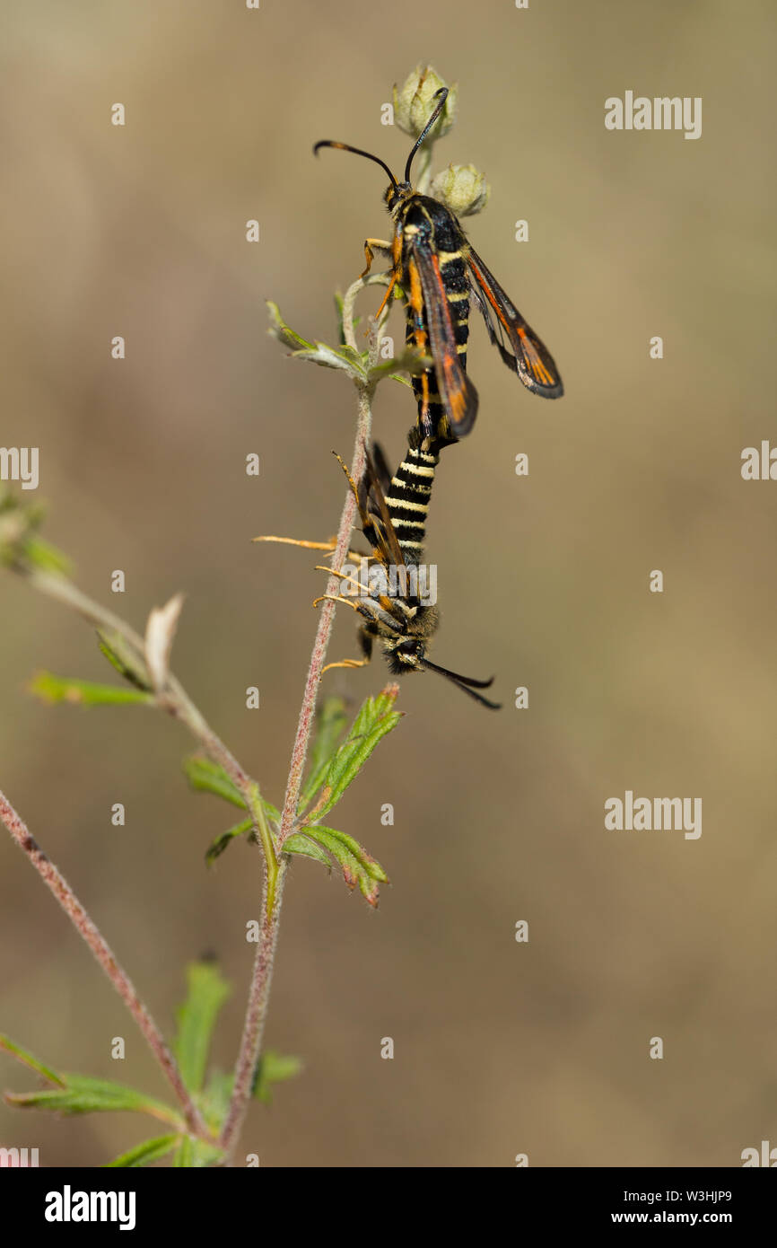 Wasp moth mating hi-res stock photography and images - Alamy