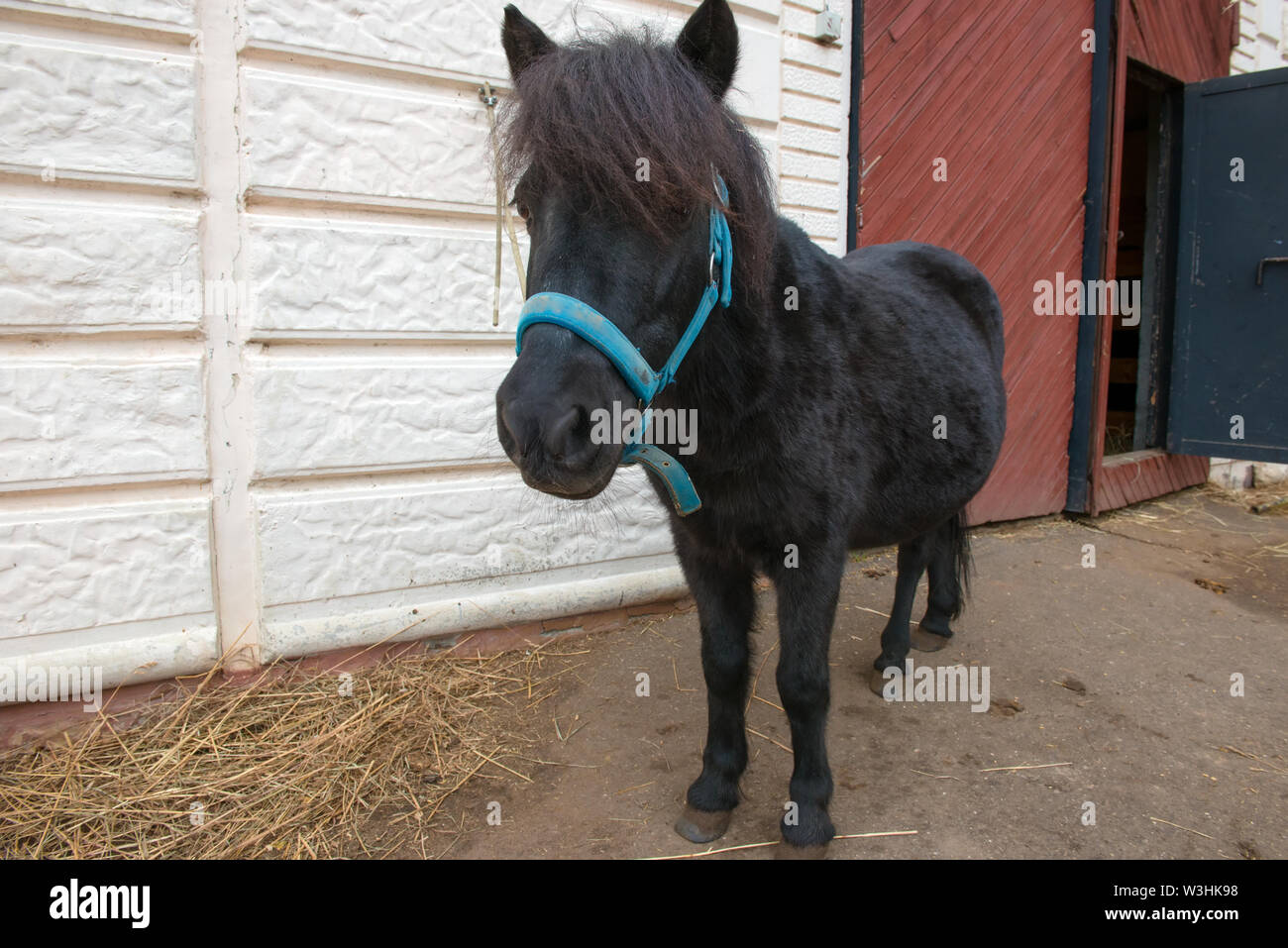 Pony farm stands near hi-res stock photography and images - Alamy