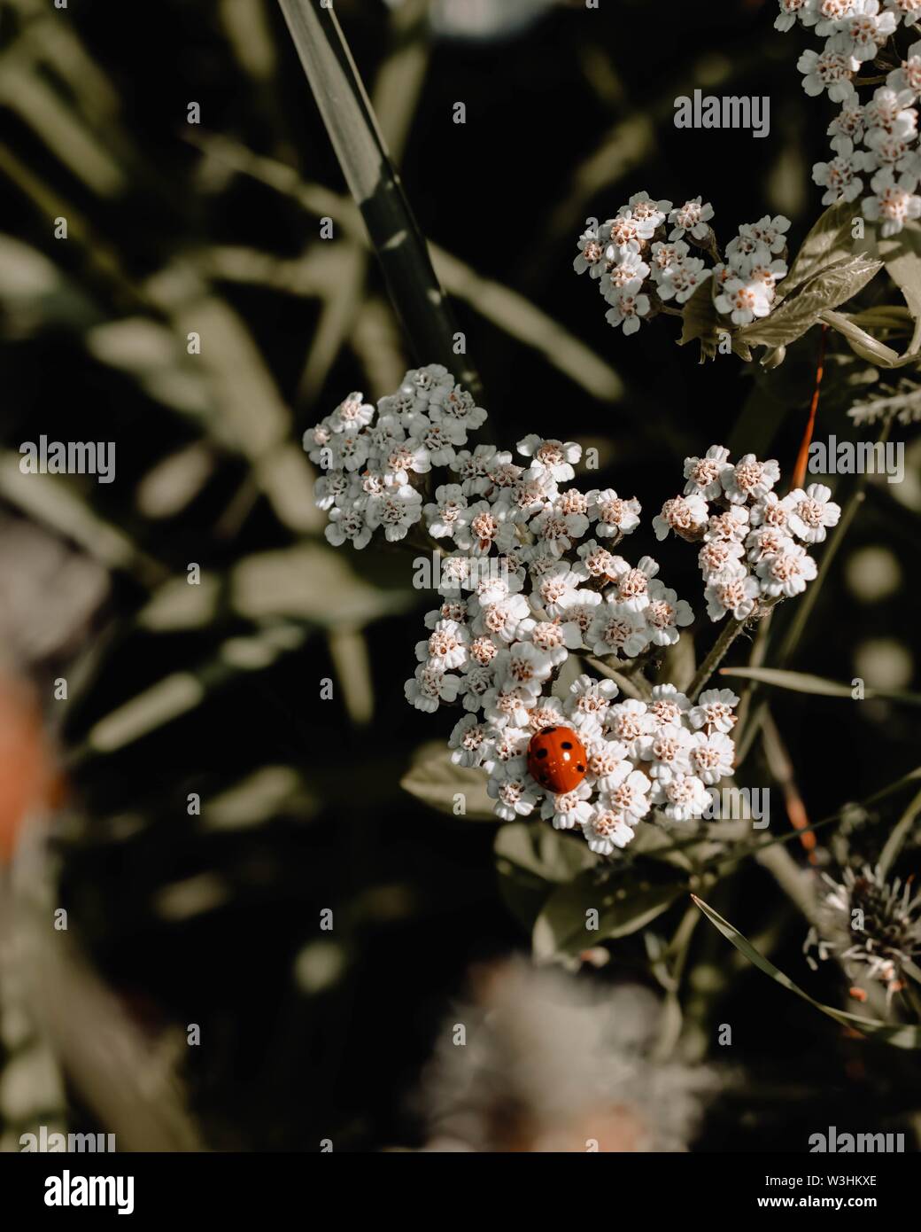 Aerial shot flying field flowers hi-res stock photography and images ...