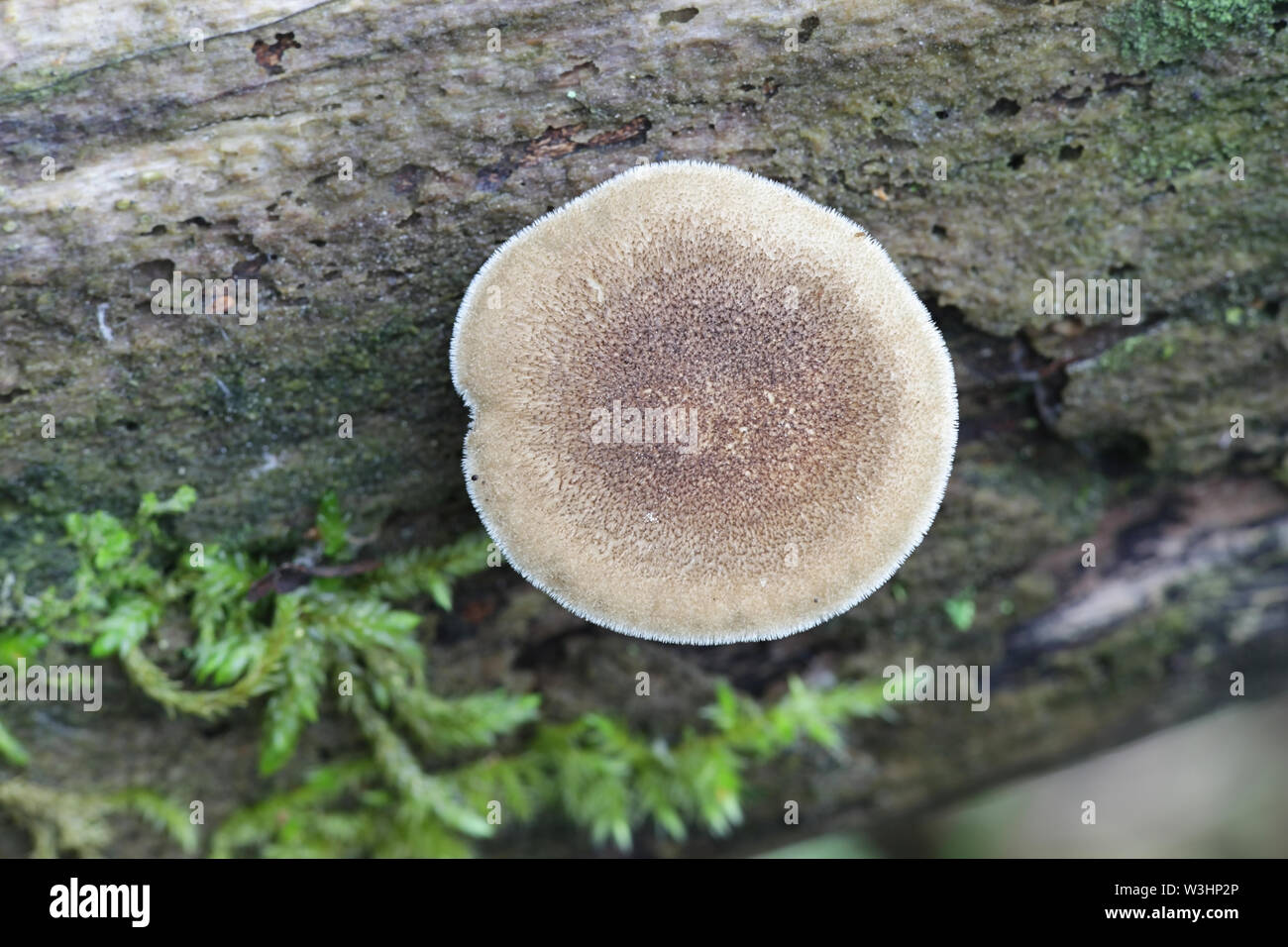Polyporus hi-res stock photography and images - Alamy