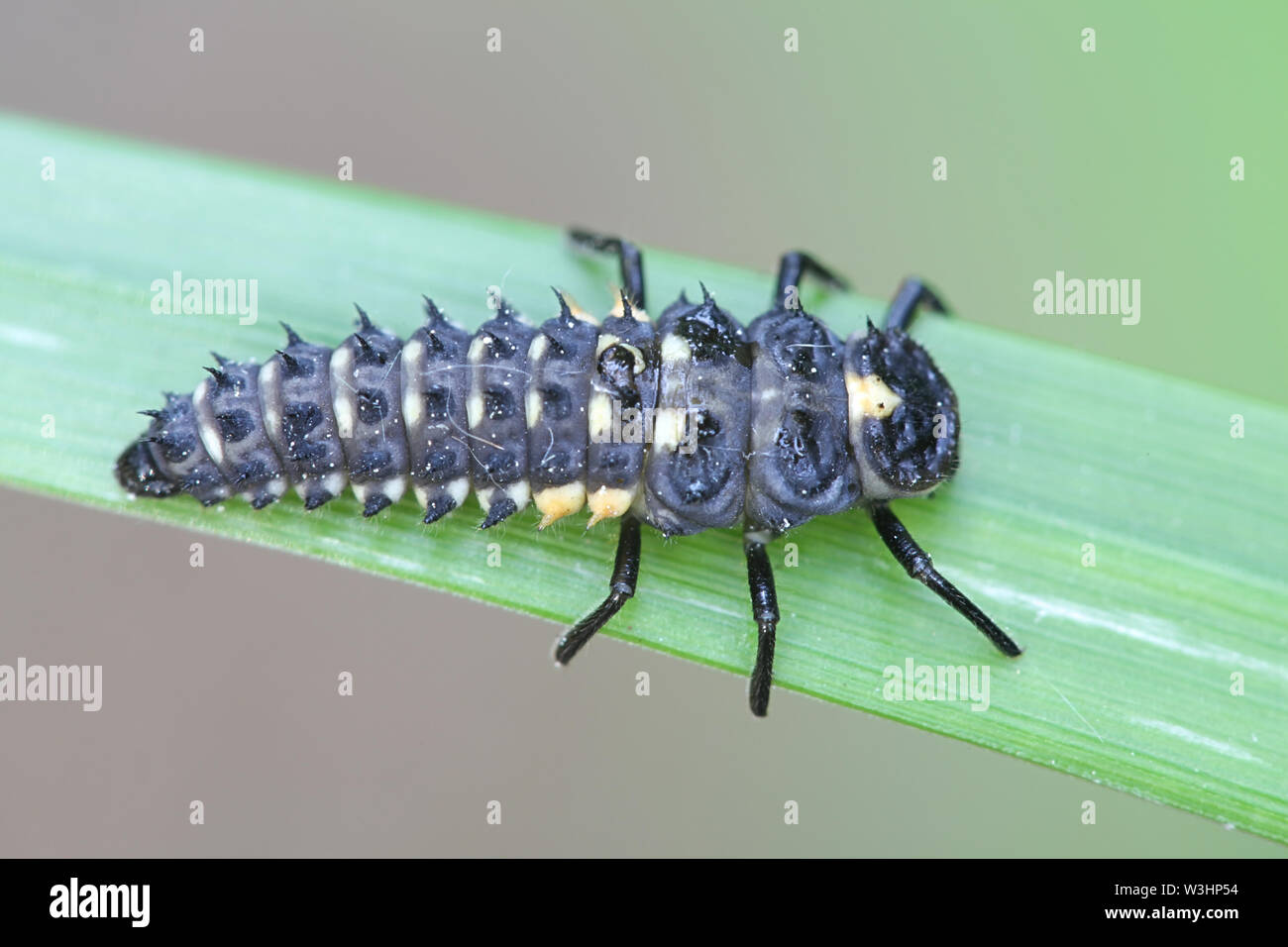 Anatis ocellata eyed ladybug hi-res stock photography and images - Alamy